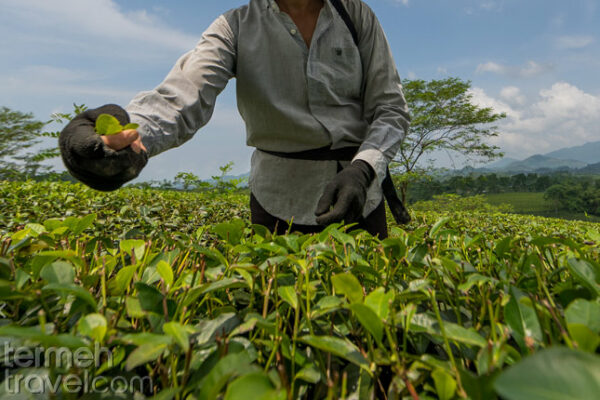 What Is Persian Tea? Learn How to Make the Best Chai Nabat - Termeh ...